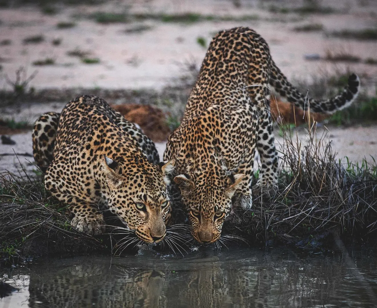 Is Sabi Sands the Best Safari in South Africa? The Ultimate Expert ...